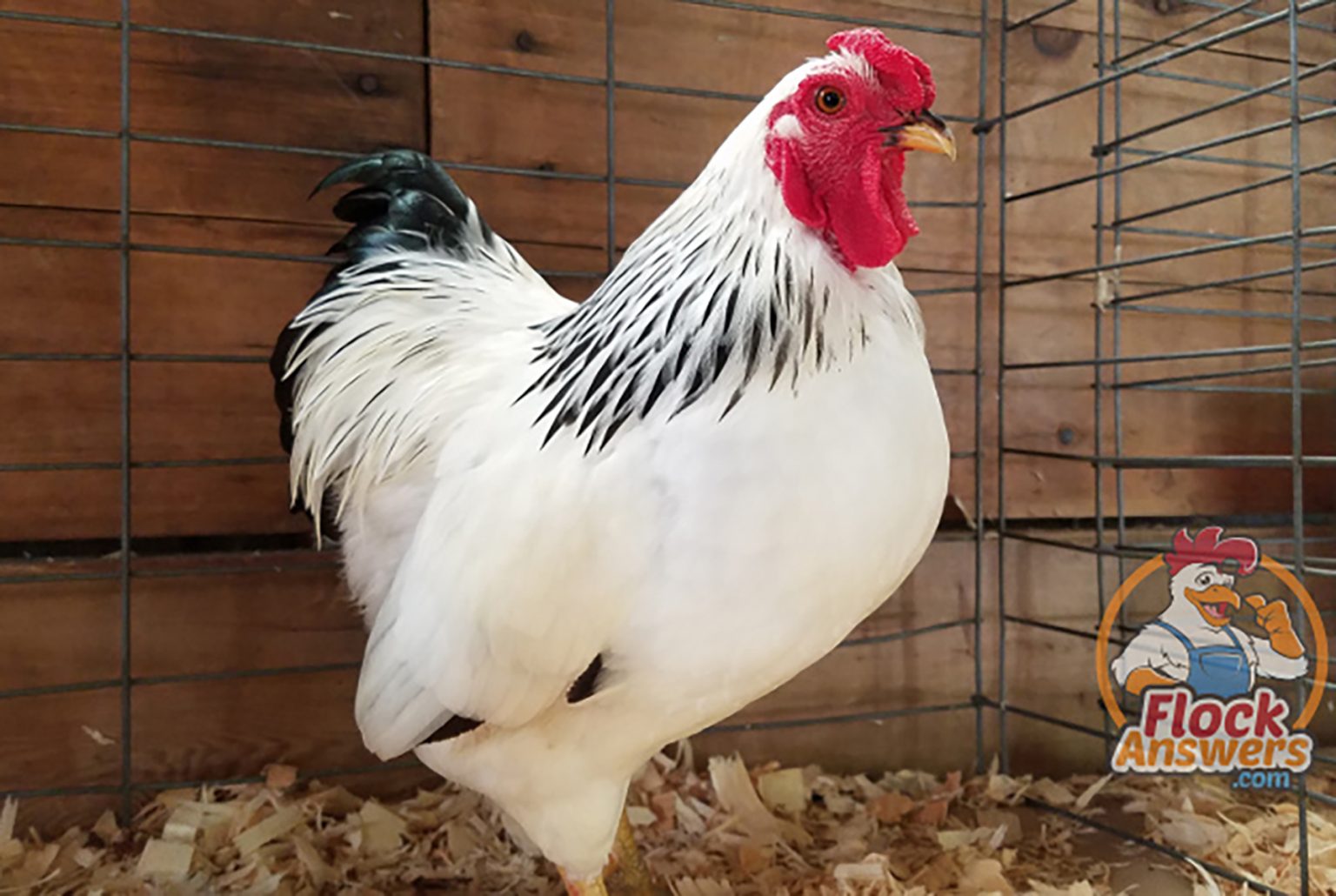 Keeping Show Chickens Healthy - Backyard Poultry